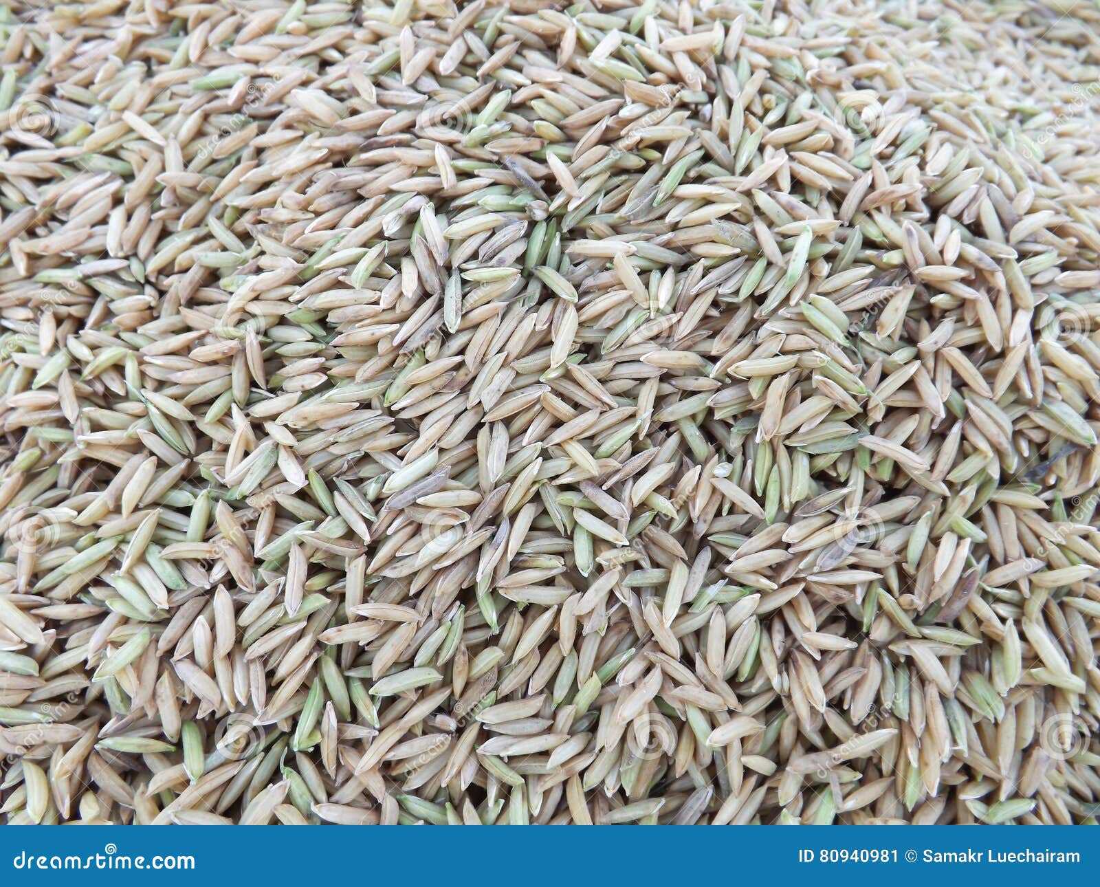 Fresh paddy rice stock image. Image of paddy, grain, thaifarmer - 80940981