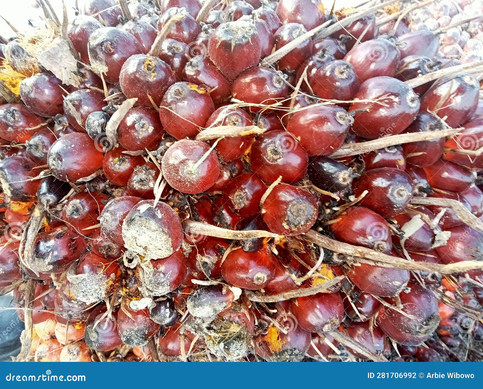 Fresh Palm Fruit Bunches and Suitable for Processing Stock Photo ...