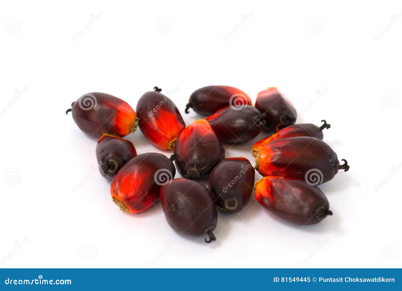Fesh Palm Oil Seed Royalty-Free Stock Photography | CartoonDealer.com ...