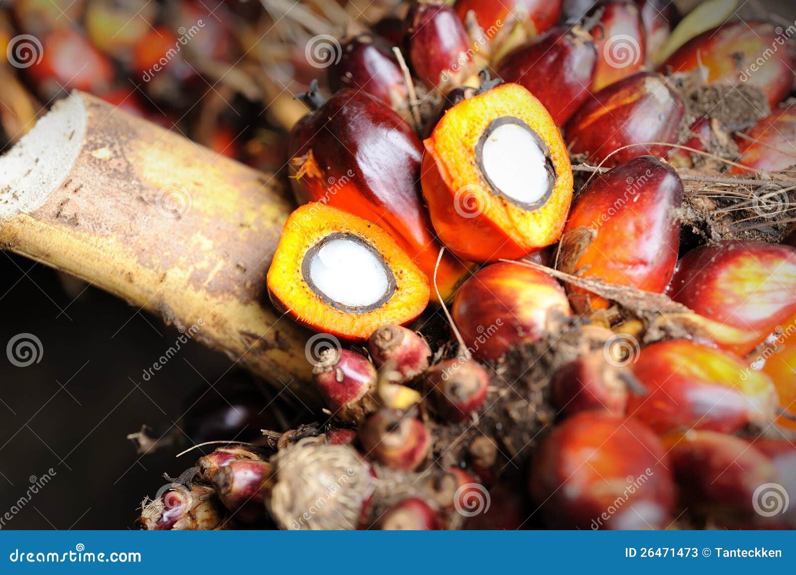Fresh Palm Oil seeds stock image. Image of vegetable - 26471473