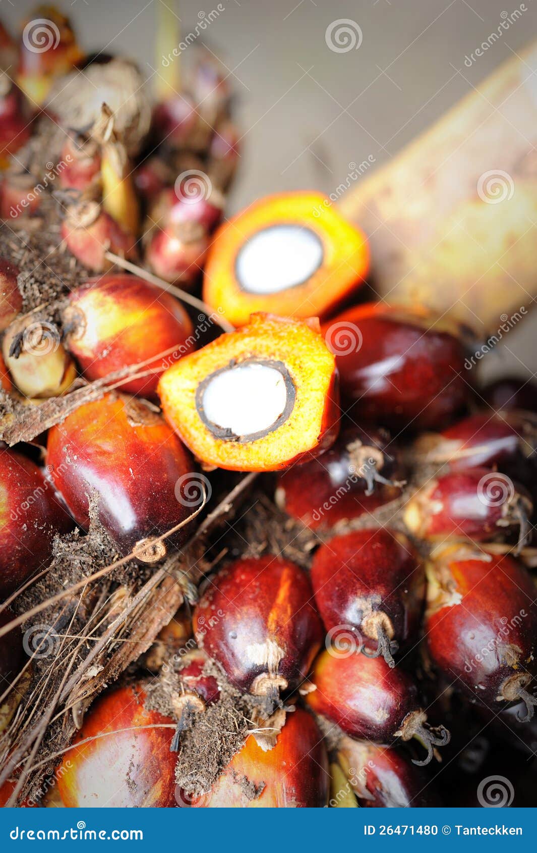 Fresh Palm Oil seeds stock photo. Image of conservation - 26471480