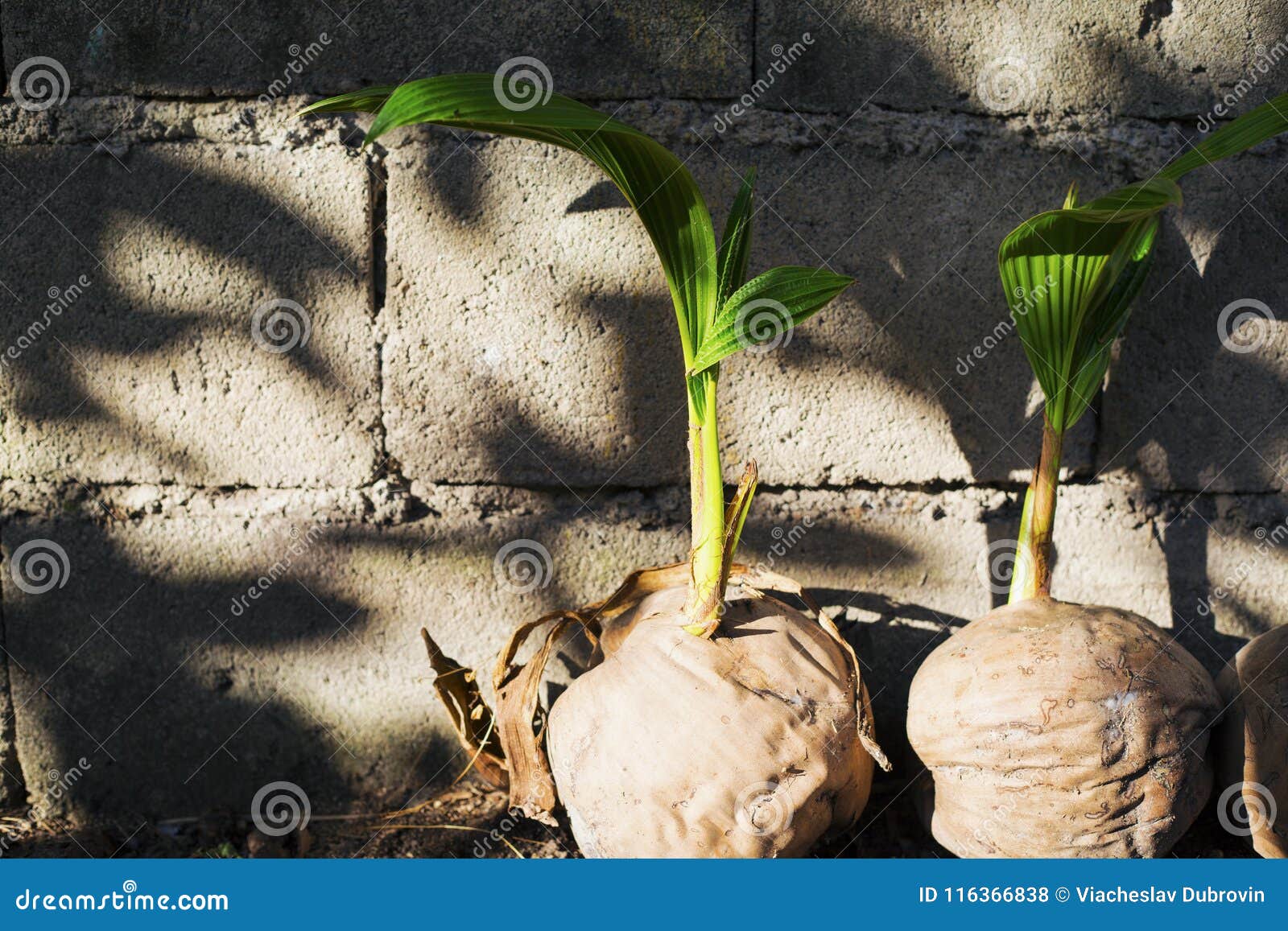 Fresh Palm Tree Sapling in Old Coconut. Coco Nut Seed. Tropical Coco ...
