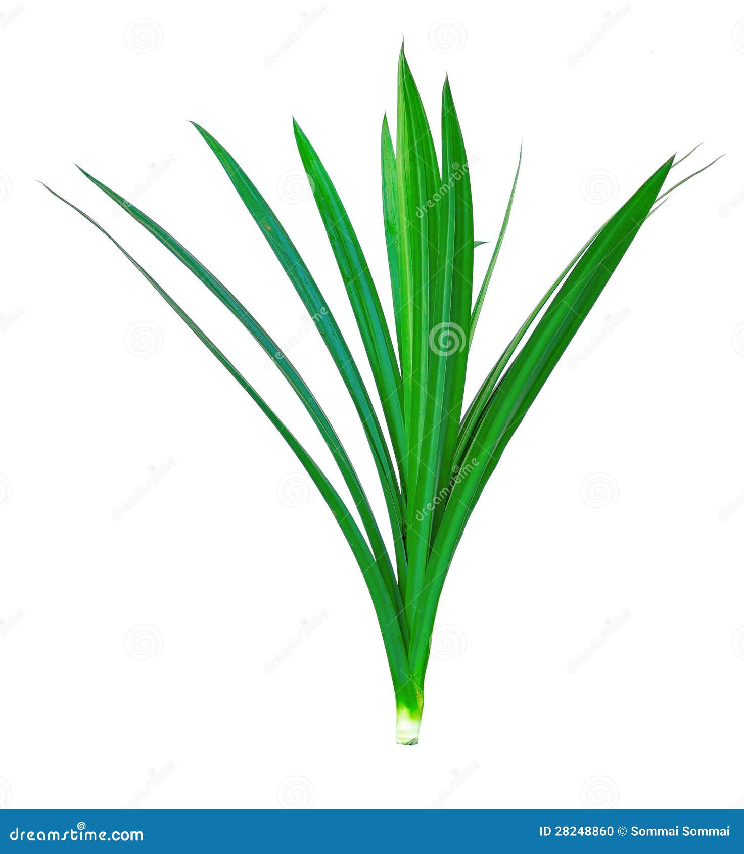 Fresh Pandan Leaves Stock Photo - Image: 28248860