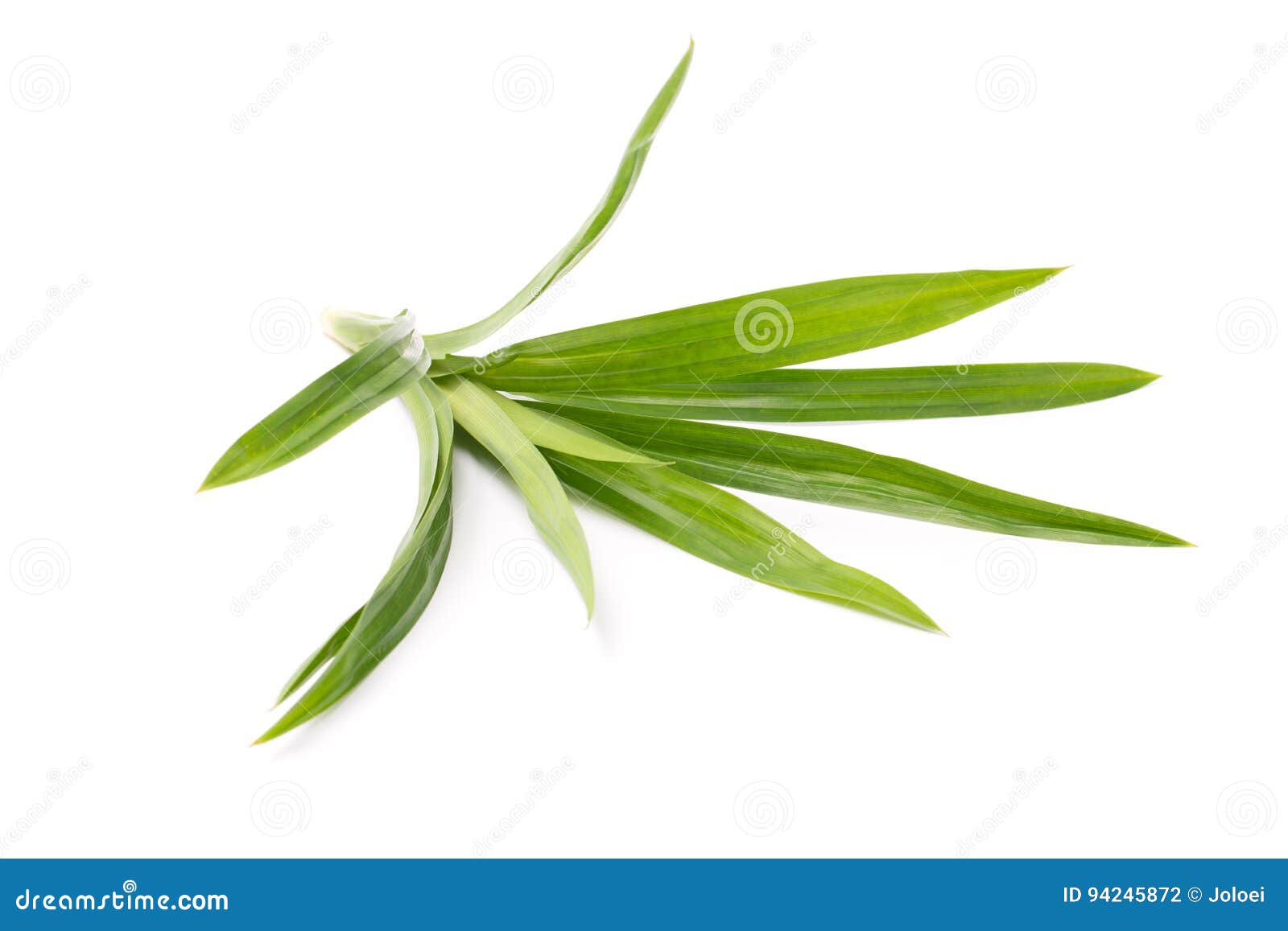 Fresh pandan leaves stock photo. Image of leaf, white - 94245872