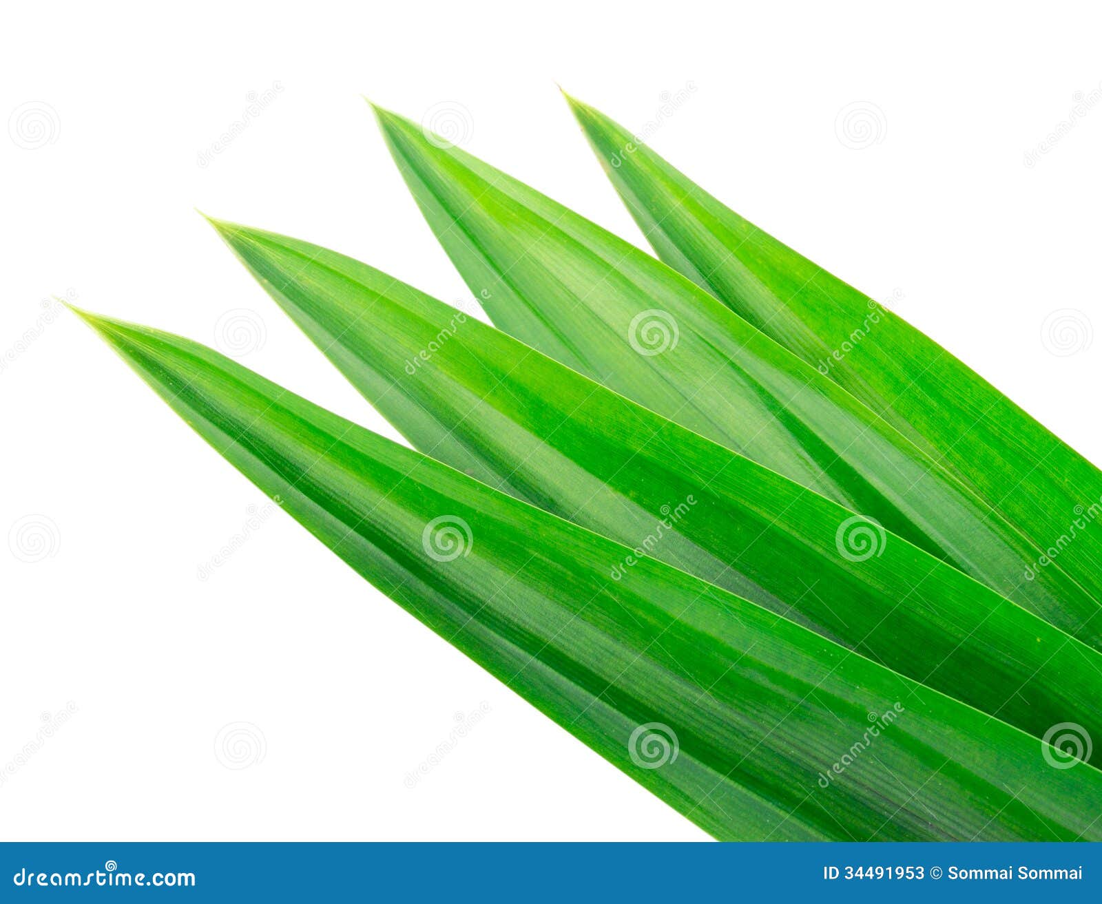 Fresh Pandan Leaves on White Background Stock Image - Image of scented ...