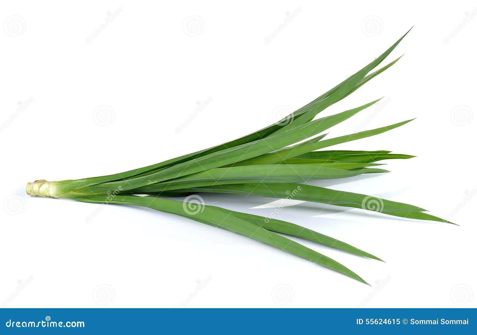 Fresh Pandan Leaves on White Background Stock Image - Image of fresh ...