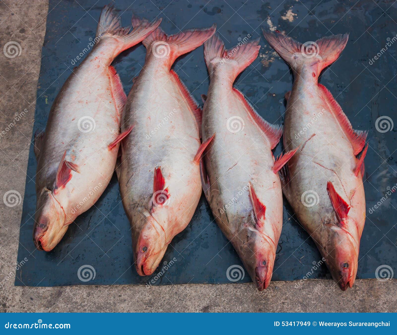 Royalty Free Images, Cartoons, Illustrations And Photos Designed By ...