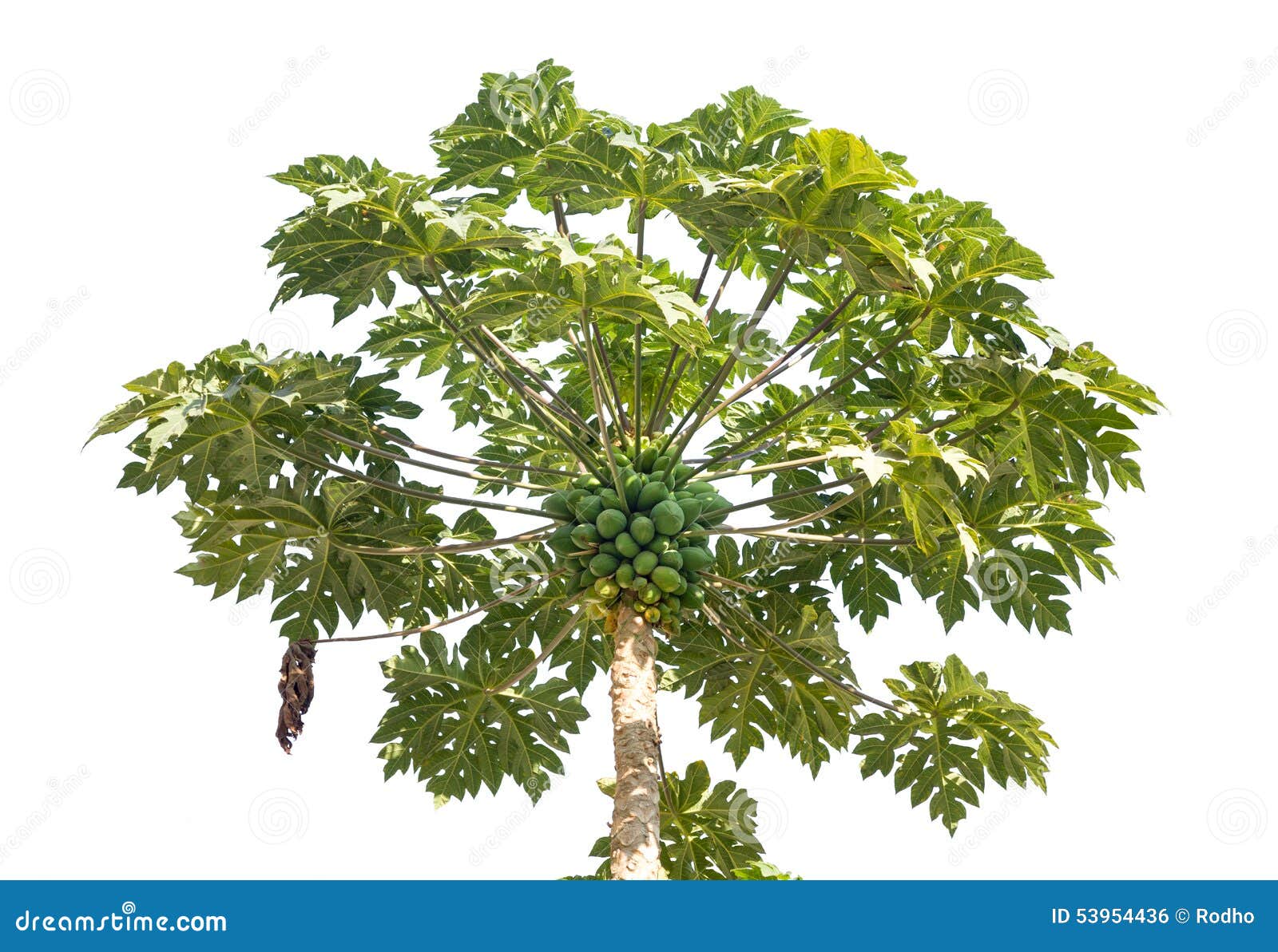 1,360 Papaya Tree Isolated White Photos - Free & Royalty-Free Stock ...