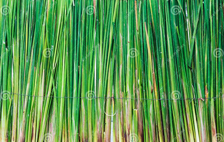 Fresh papyrus stock image. Image of backdrop, foliage - 47210771