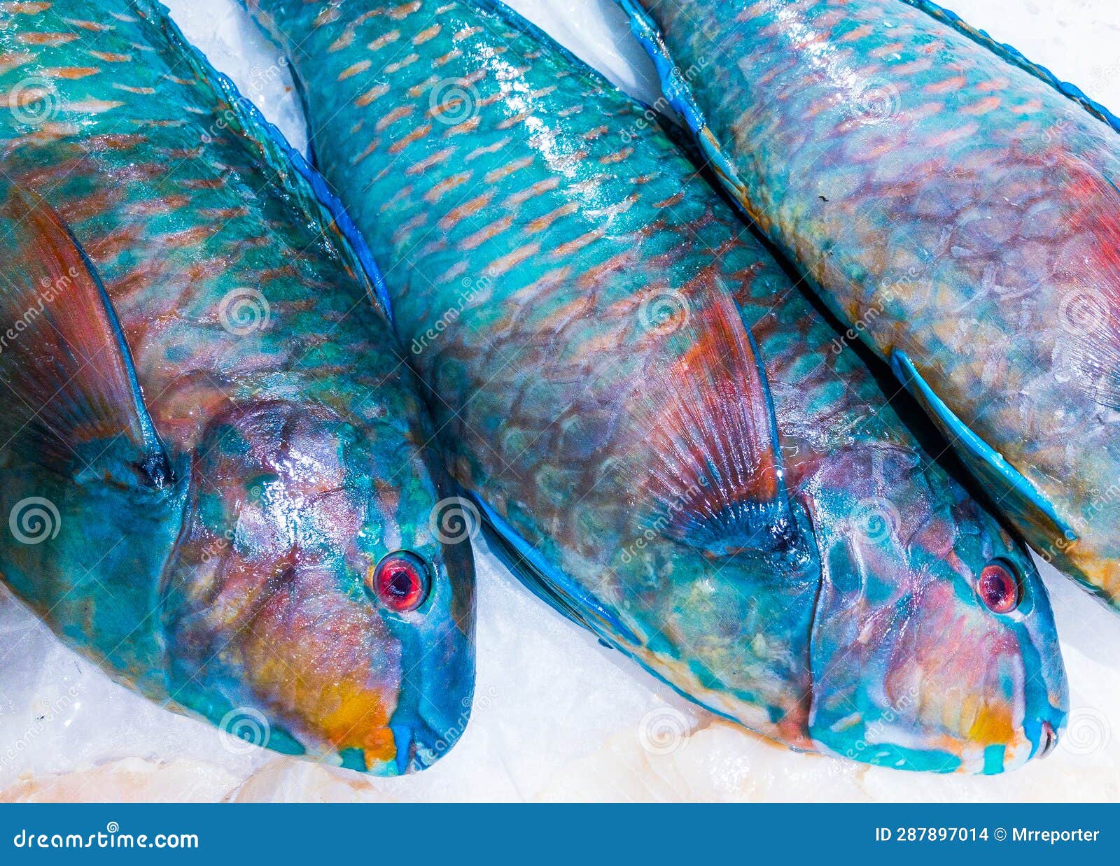 Fresh Parrot Fish at Market Stock Photo - Image of coral, fishmarket ...