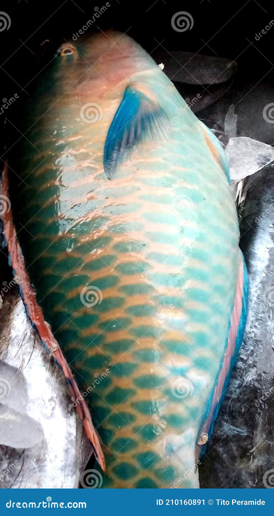 Fresh Parrot Fish for Sale stock image. Image of salw - 210160891