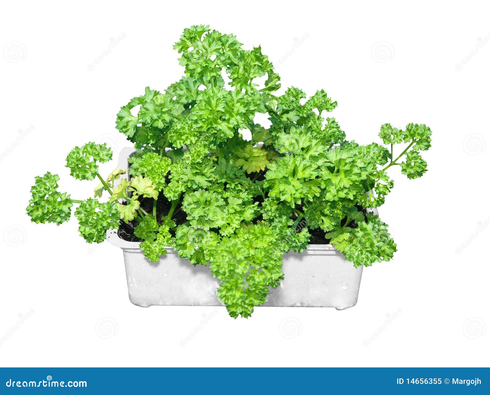 Fresh Parsley stock image. Image of planted, container - 14656355