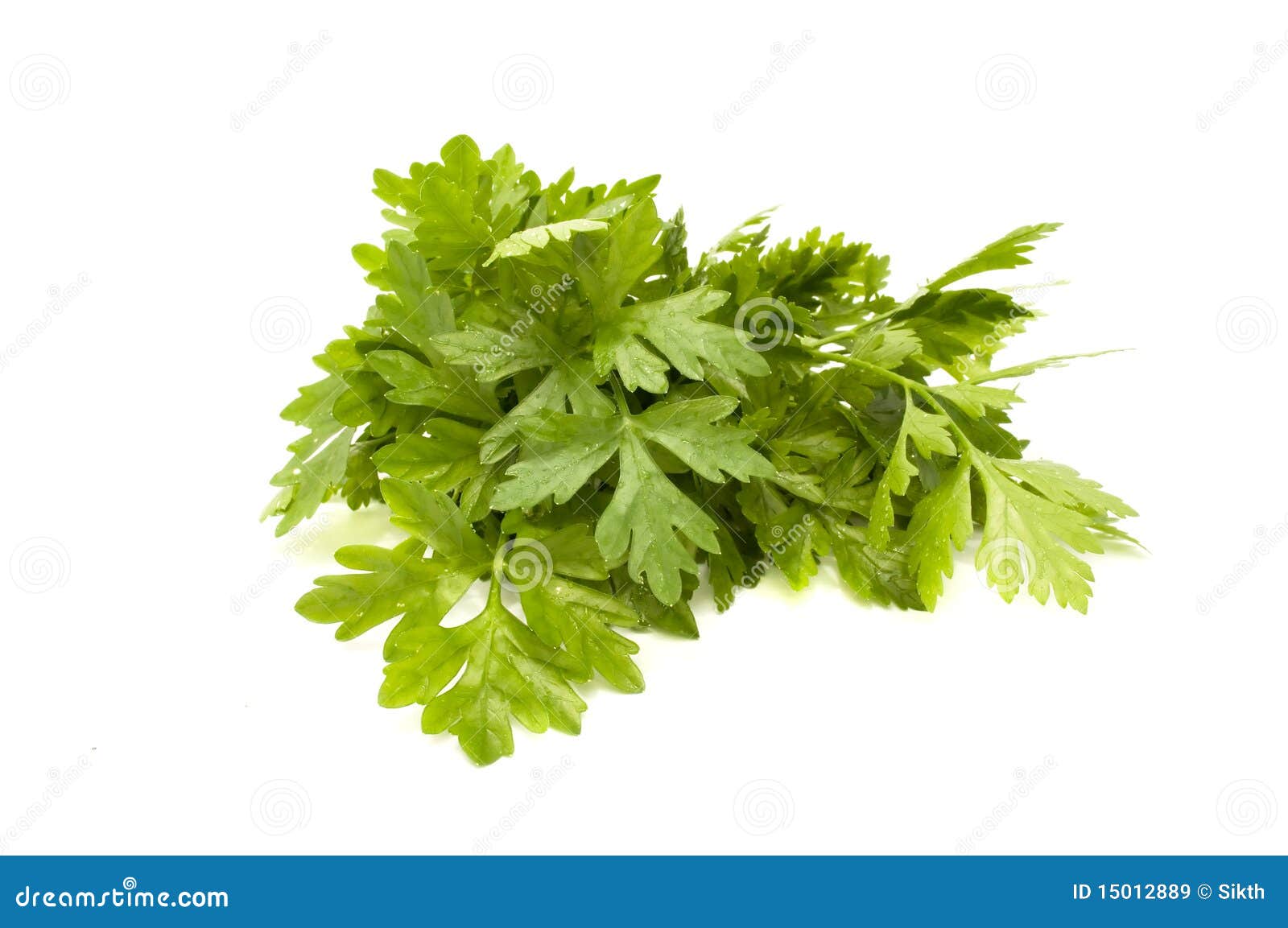 Fresh Parsley stock image. Image of condiment, natural - 15012889