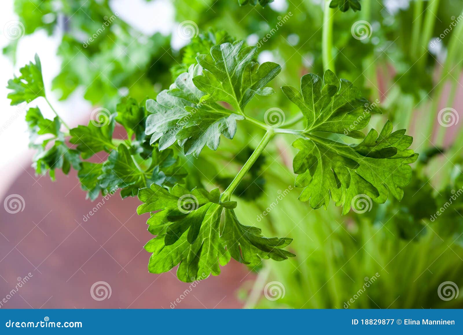 Fresh parsley stock image. Image of green, natural, ingredient - 18829877