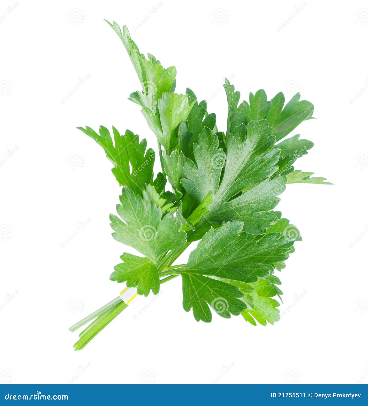 Fresh parsley stock image. Image of flora, background - 21255511