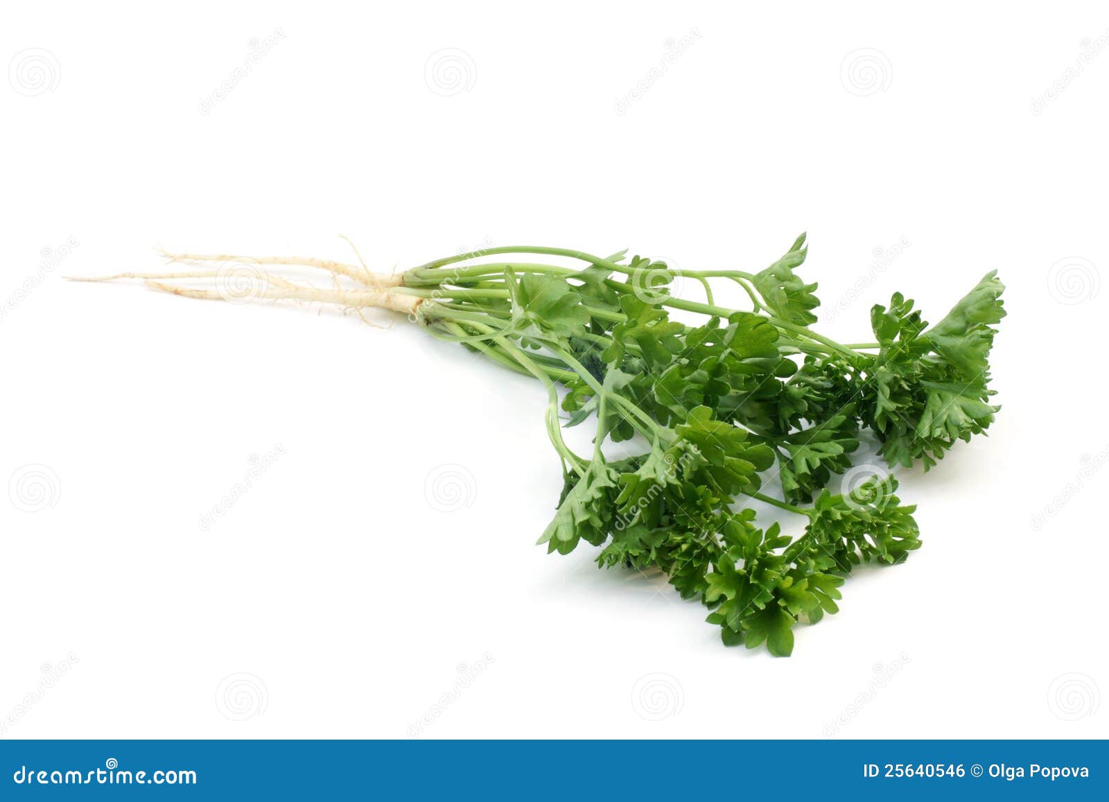 Fresh parsley stock photo. Image of eating, healthy, health - 25640546