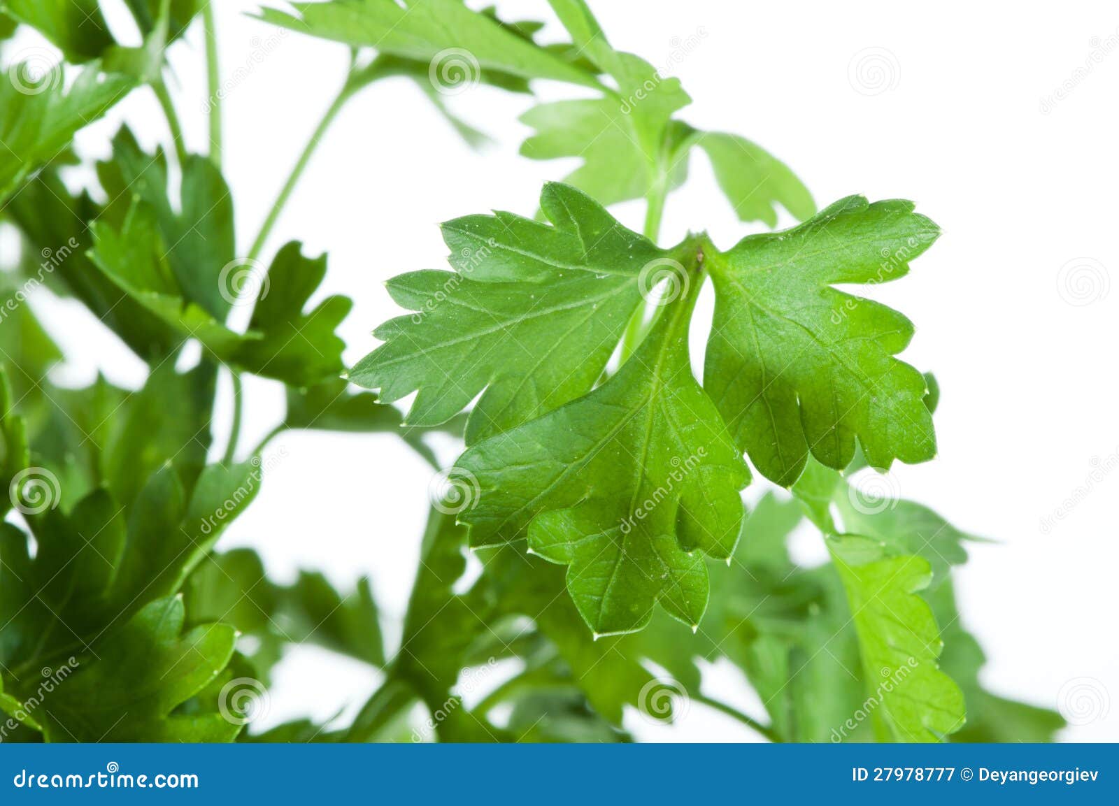 Fresh parsley stock image. Image of isolated, cutting - 27978777