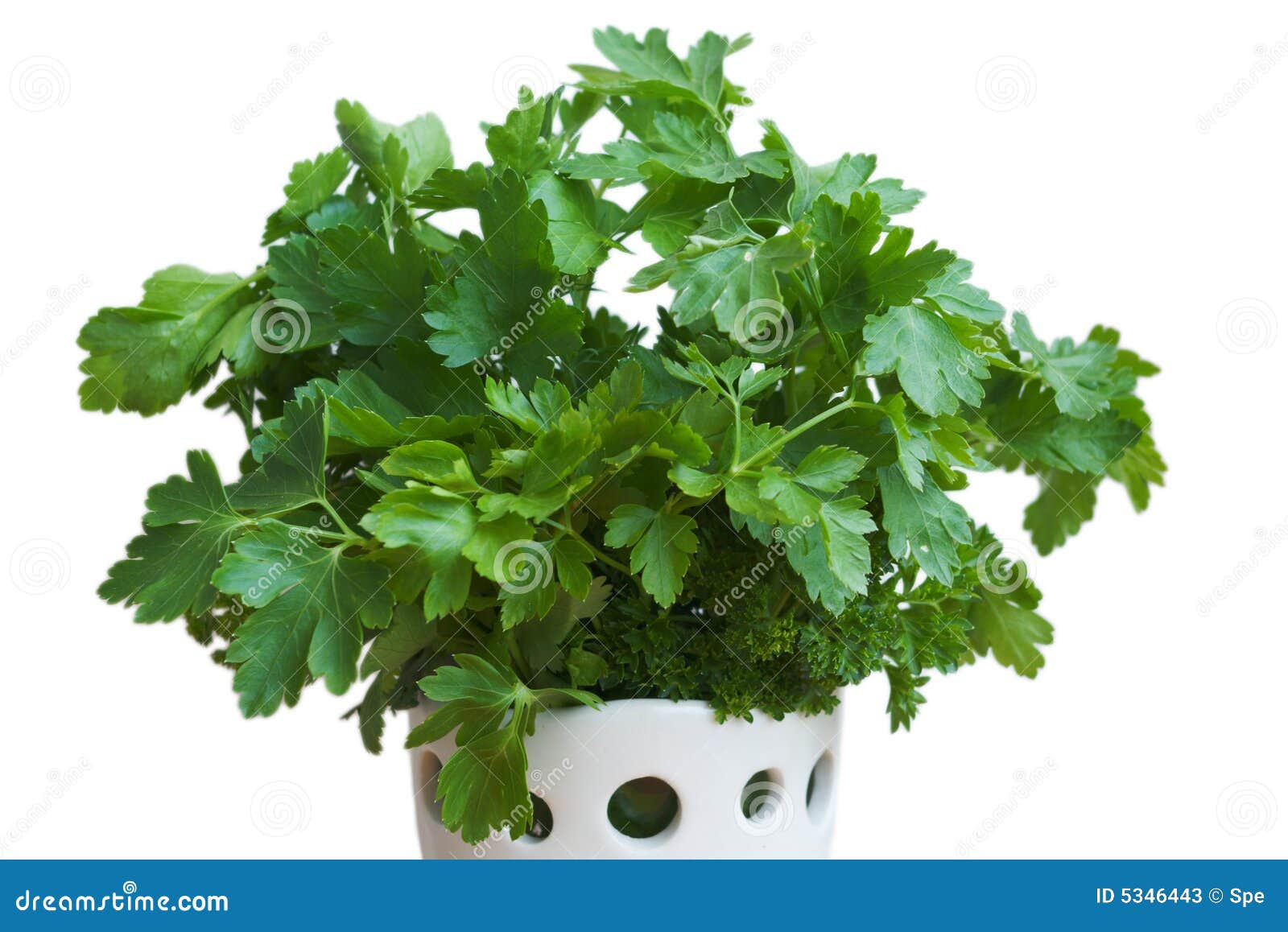 Fresh parsley stock image. Image of leaves, closeup, color - 5346443