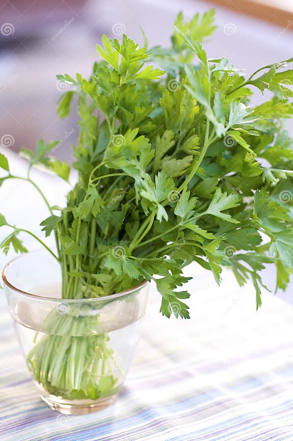 Fresh parsley stock image. Image of glass, leaf, vegetable - 6338473