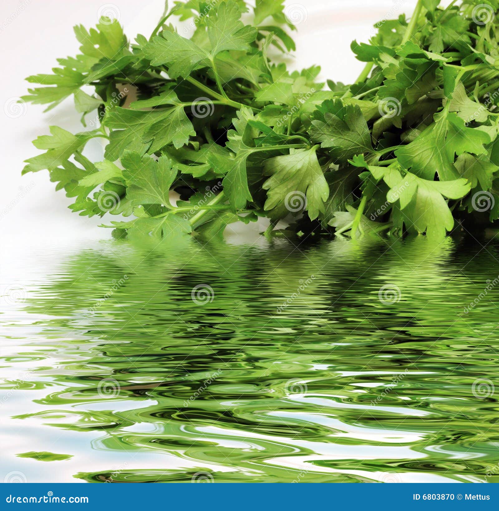 Fresh parsley stock photo. Image of fragrant, natural - 6803870
