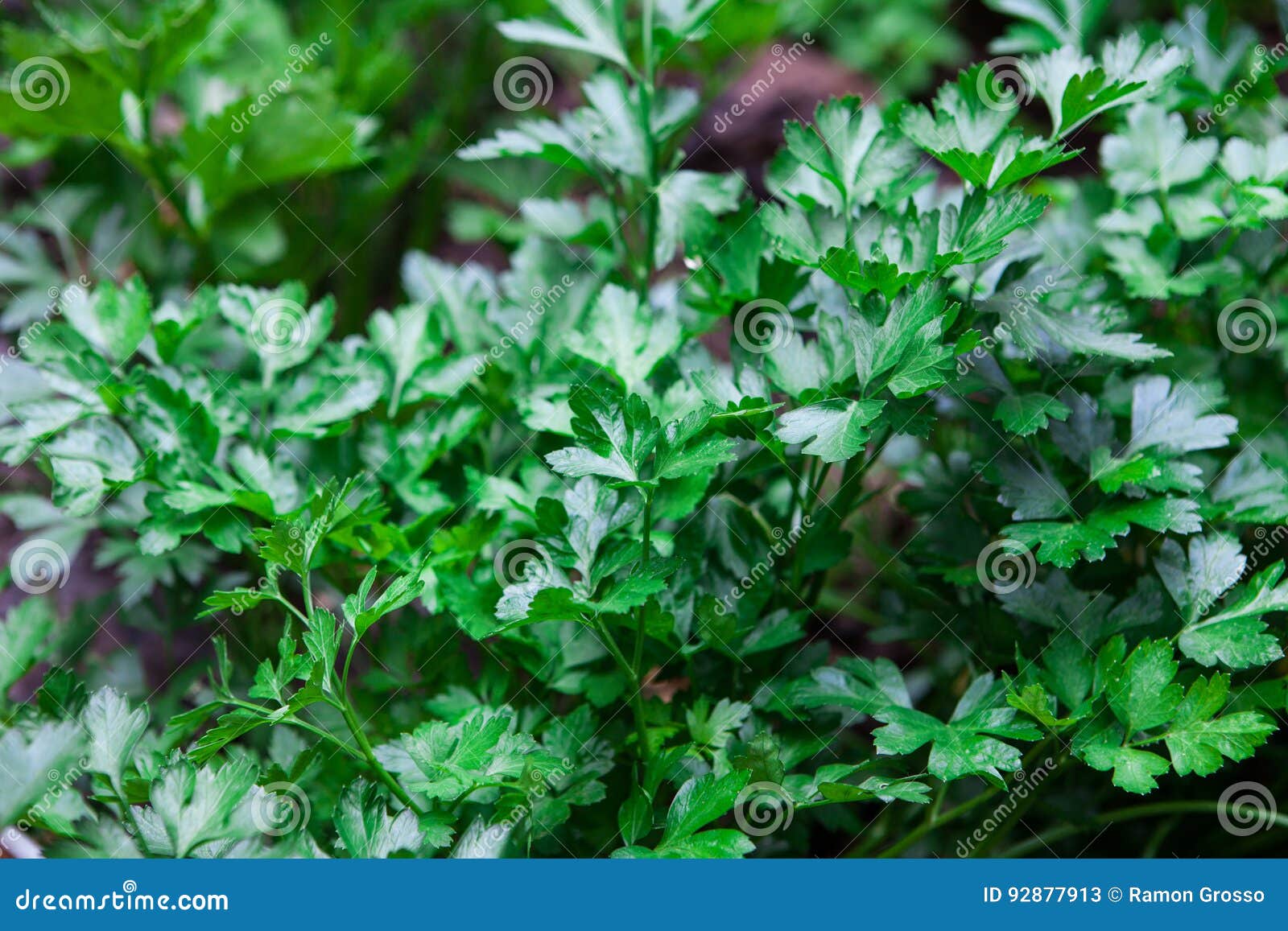 Fresh parsley stock image. Image of vegetable, growing - 92877913