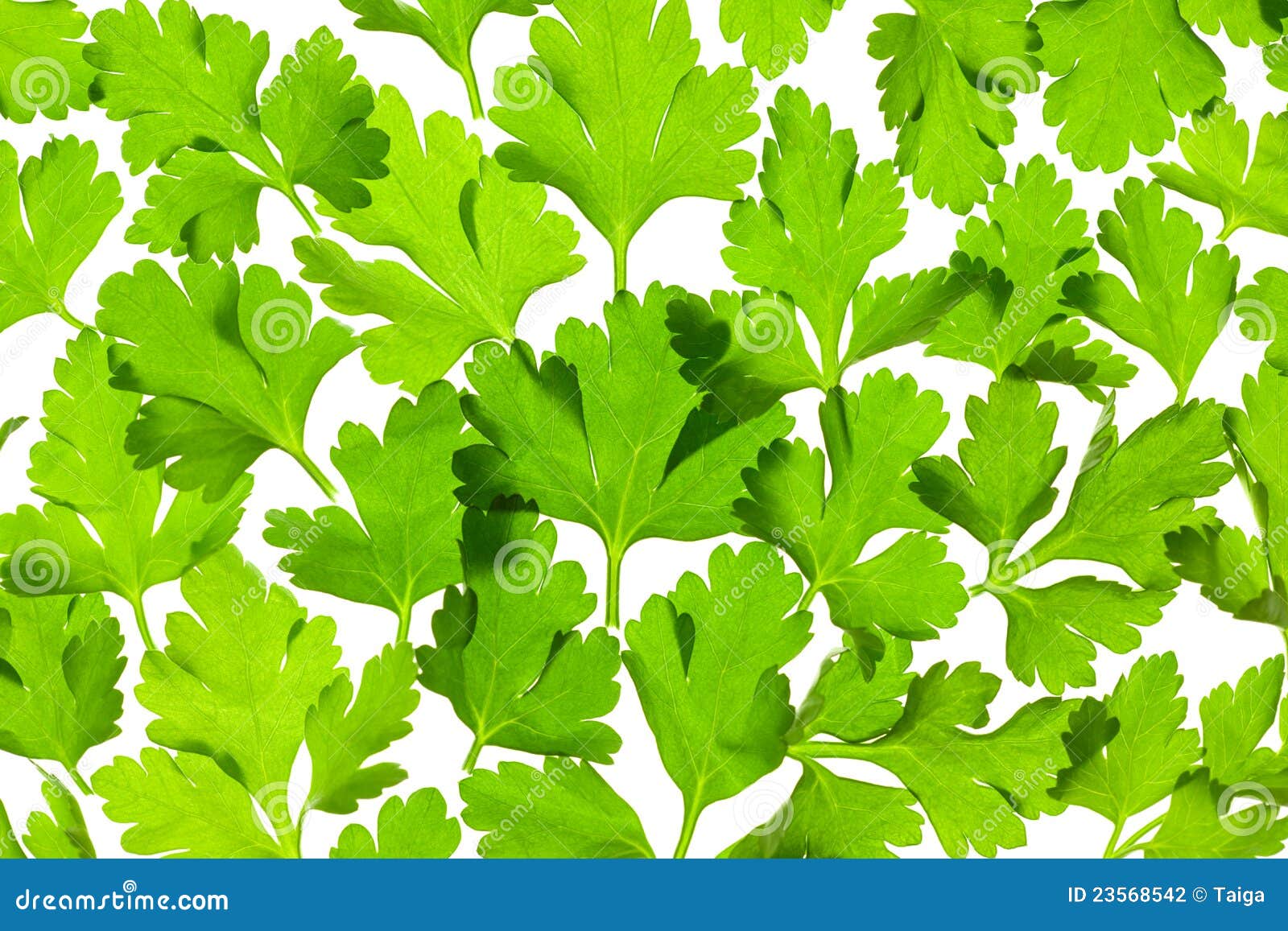 Fresh Parsley Close-up Background / Back-lit Stock Photo - Image of ...