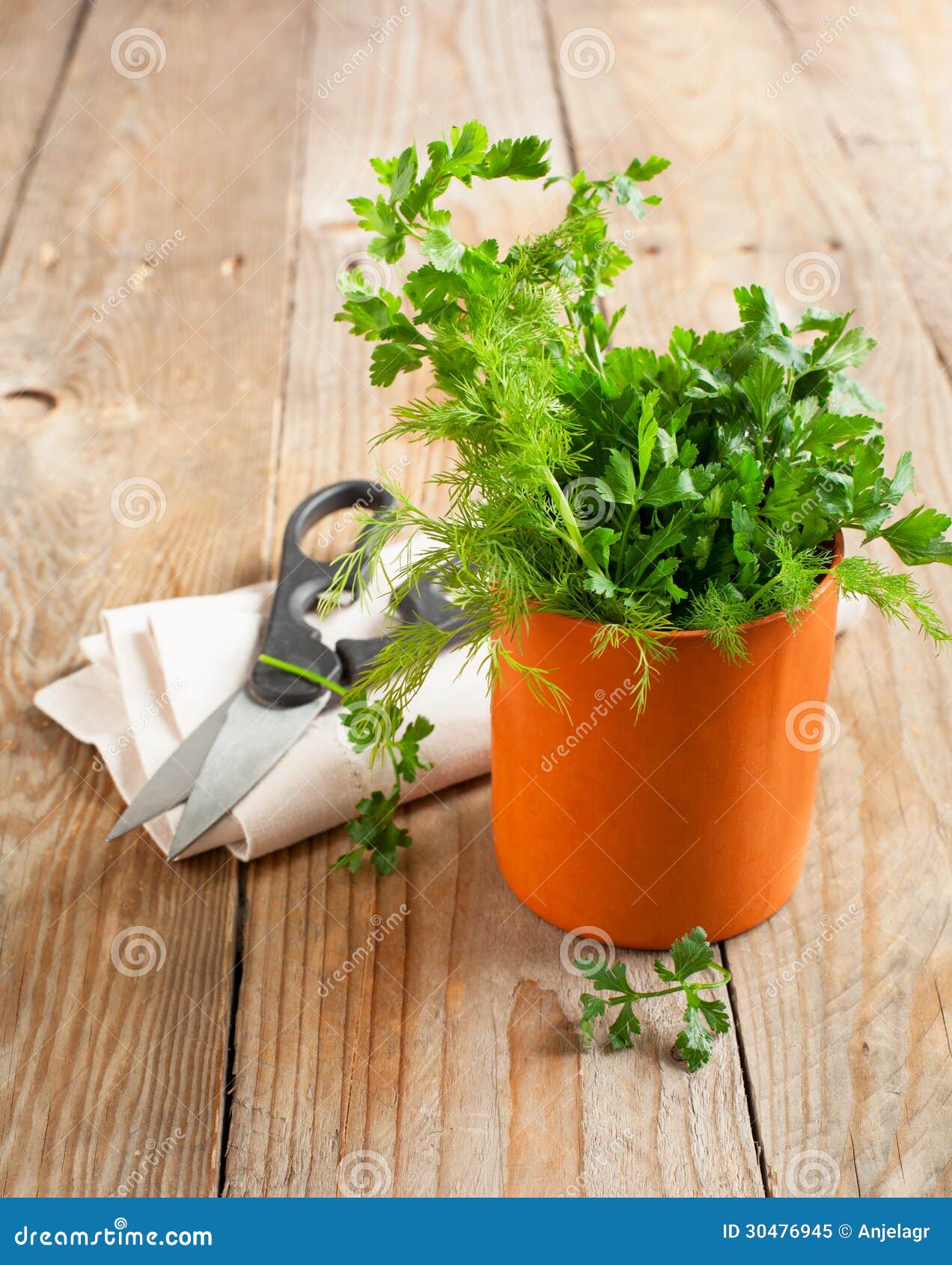 Fresh Parsley and Dill in Cup Stock Image - Image of plant, spice: 30476945