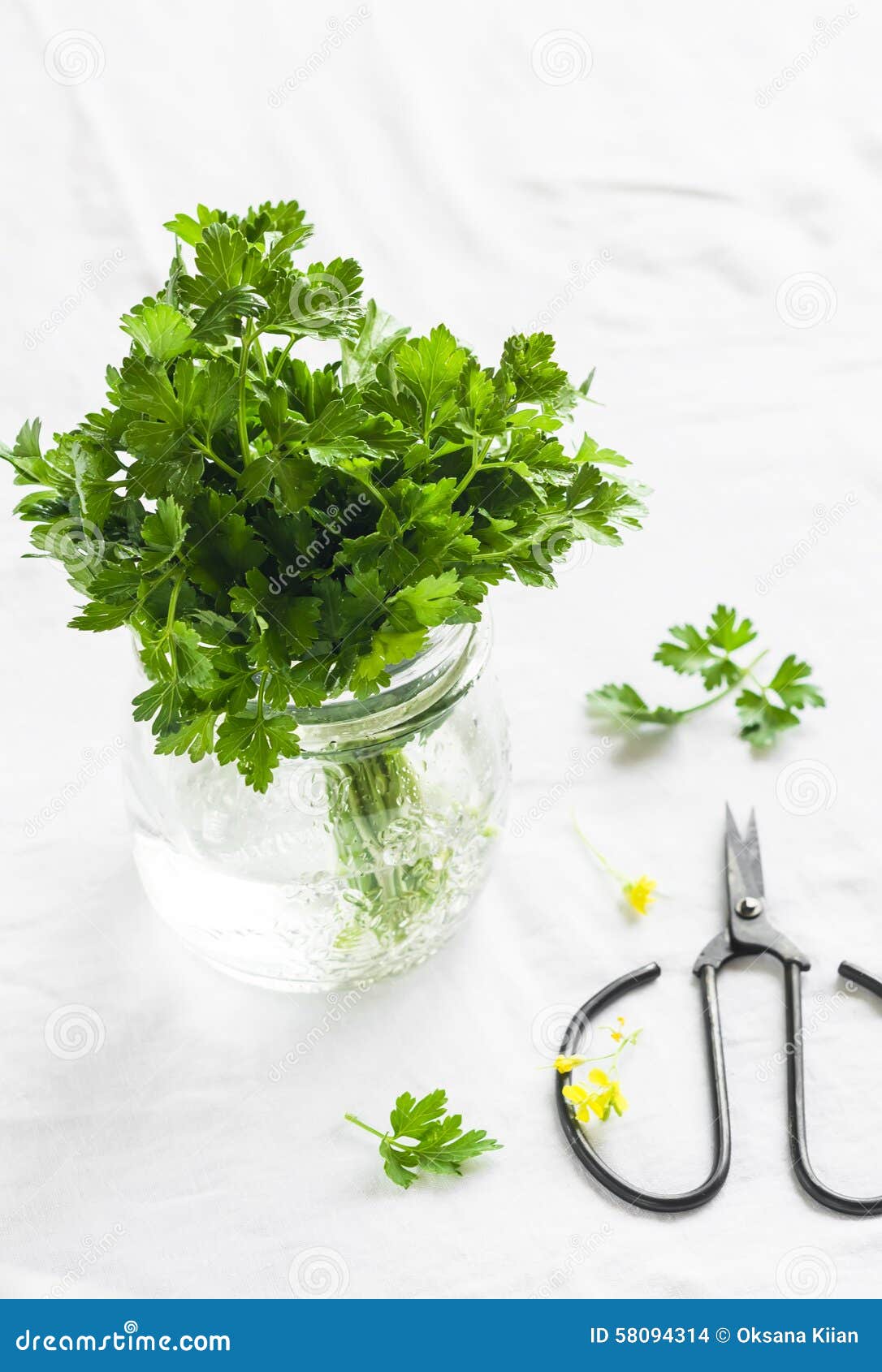 Fresh Parsley in a Glass Jar and Vintage Scissors Stock Photo - Image ...