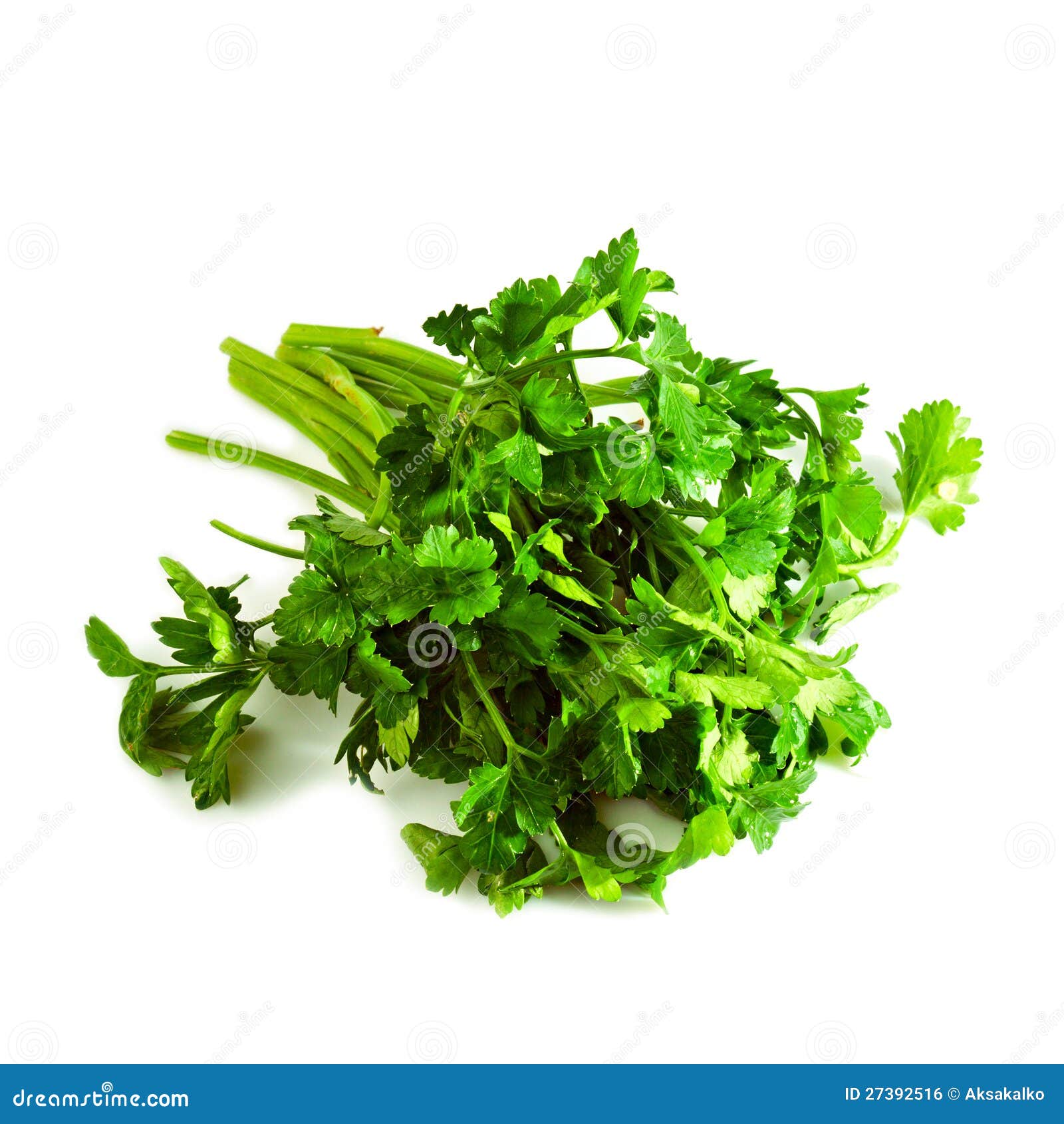 Fresh parsley herb stock photo. Image of flora, cilantro - 27392516