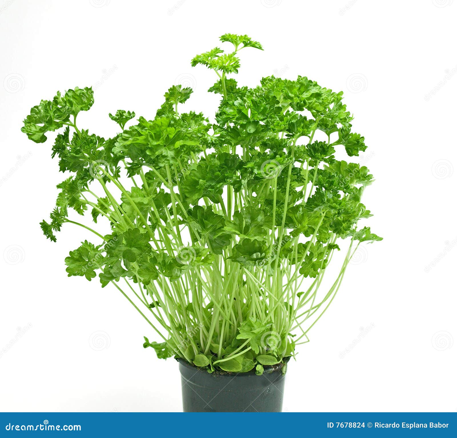 Fresh parsley on a pot stock photo. Image of healthy, herbal - 7678824