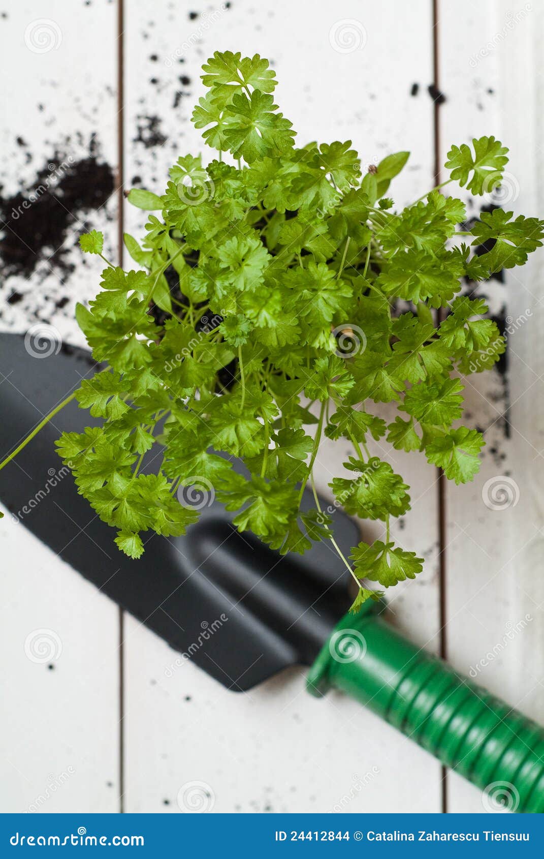 Fresh Parsley Ready To Be Planted Stock Photo - Image of green, dirt ...
