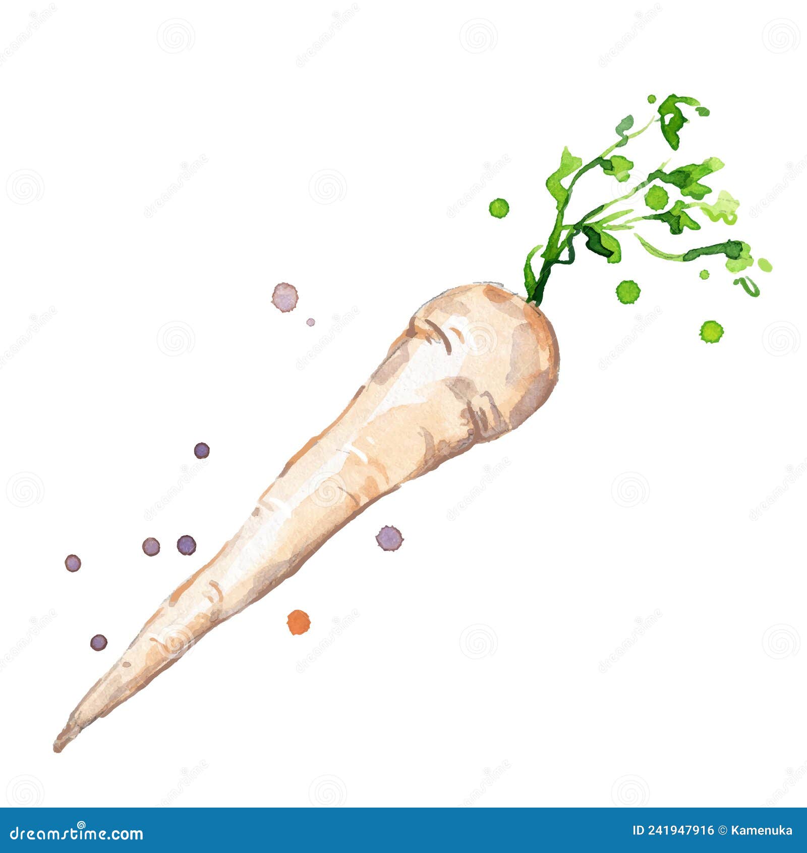 Fresh Parsley Root Watercolor Painting Stock Vector - Illustration of ...