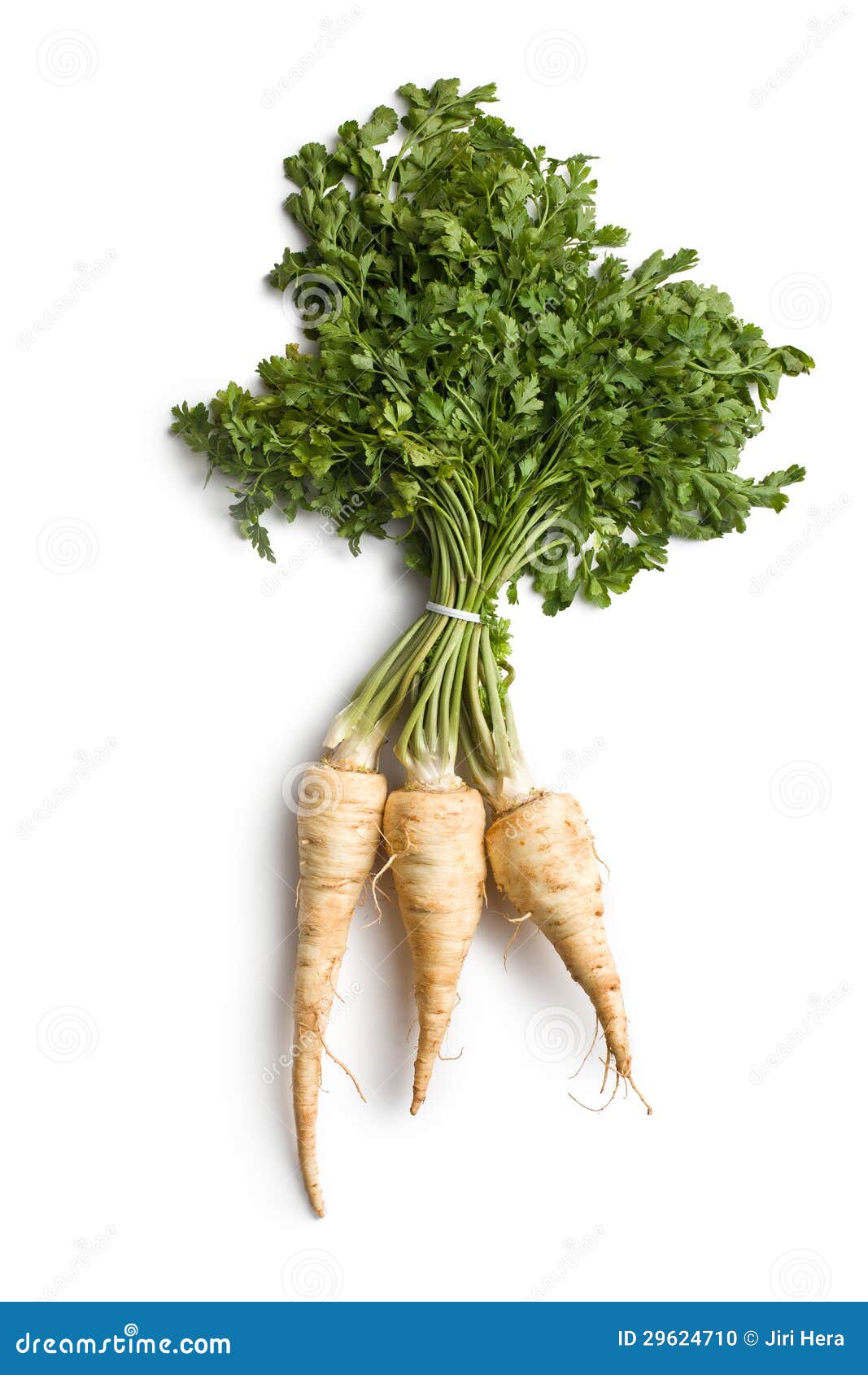 Fresh parsnip stock photo. Image of agriculture, pastinaca - 29624710