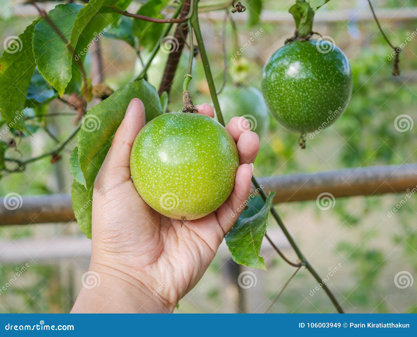 Passion fruit on tree stock image. Image of diet, healthy - 106003949