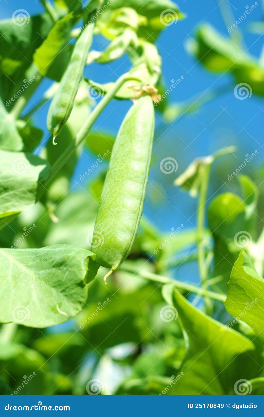 Fresh pea stock image. Image of corns, rural, grow, fresh - 25170849