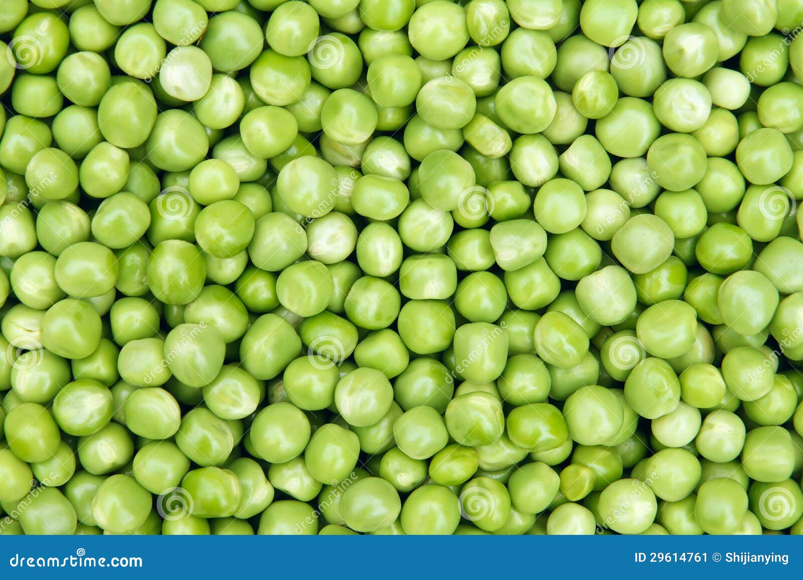 Fresh pea stock image. Image of pisum, eatable, crop - 29614761