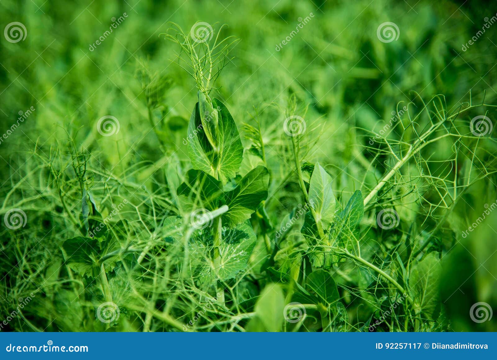 Fresh Pea Plants in an Early Spring Garden Stock Image - Image of food ...