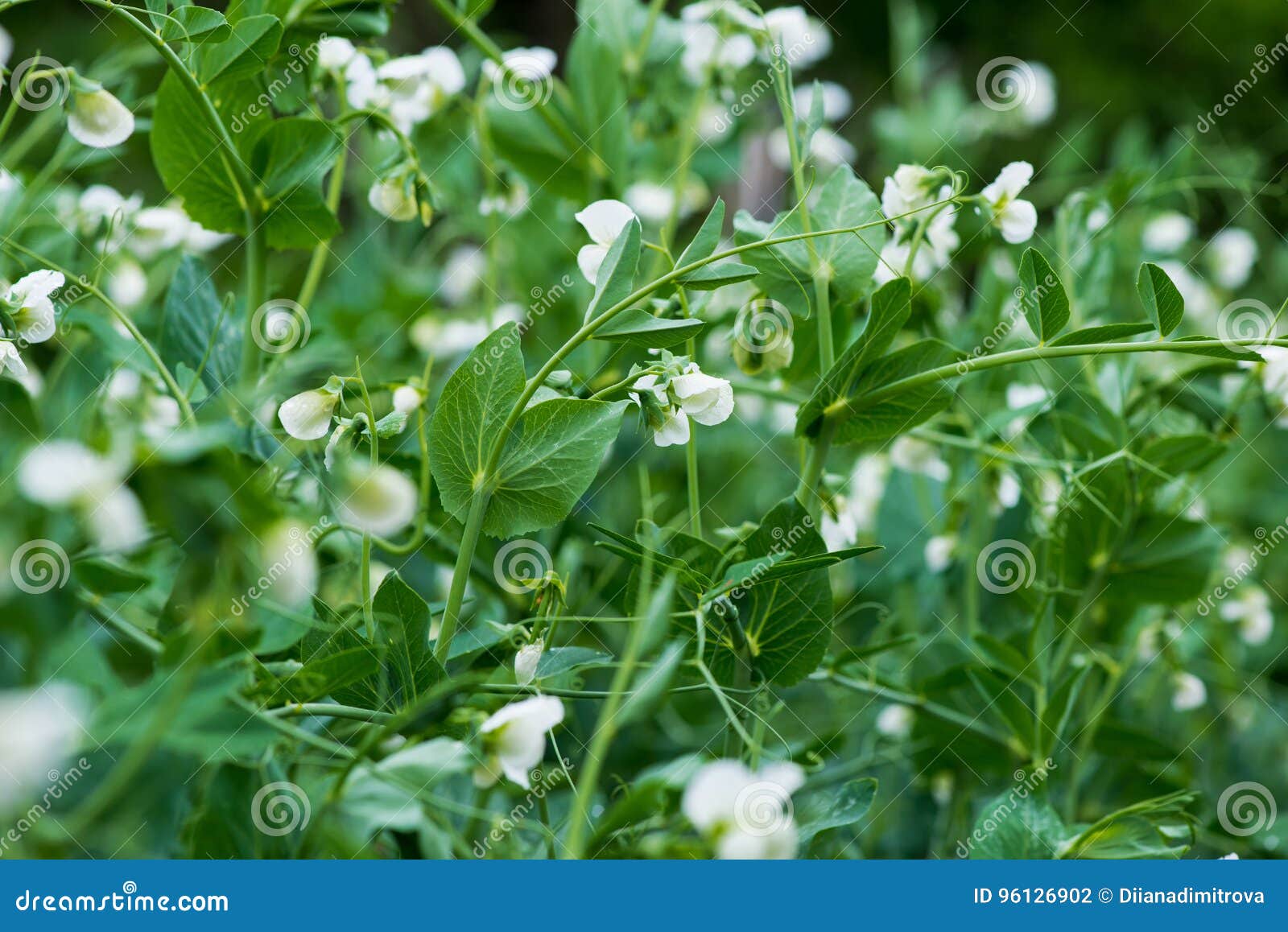 Fresh Pea Plants in an Early Spring Garden Stock Photo - Image of ...