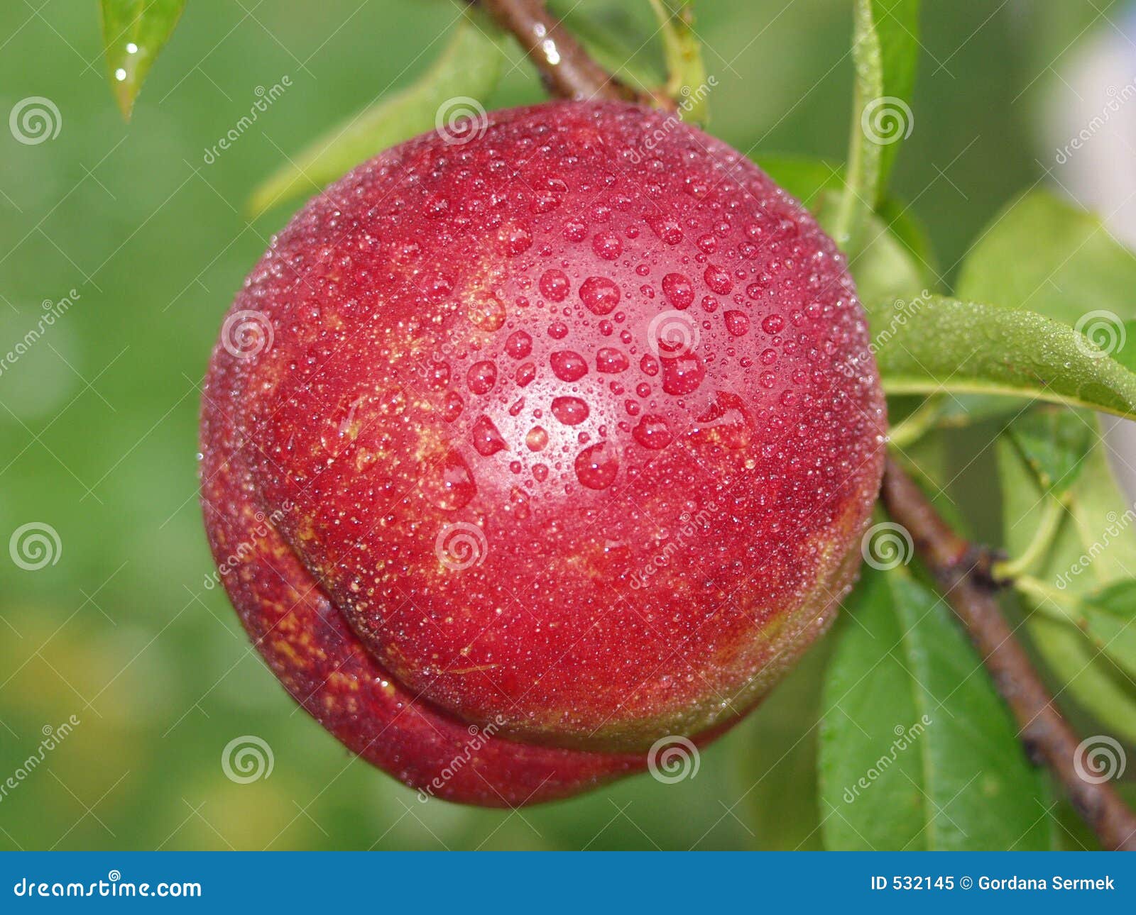 Fresh peach after rain stock image. Image of fruit, green - 532145