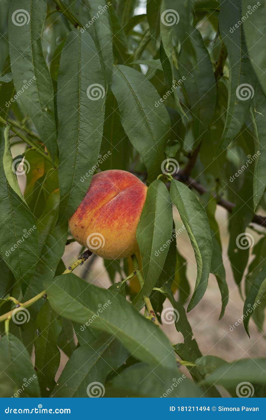 Fresh peach on the tree stock photo. Image of healthy - 181211494