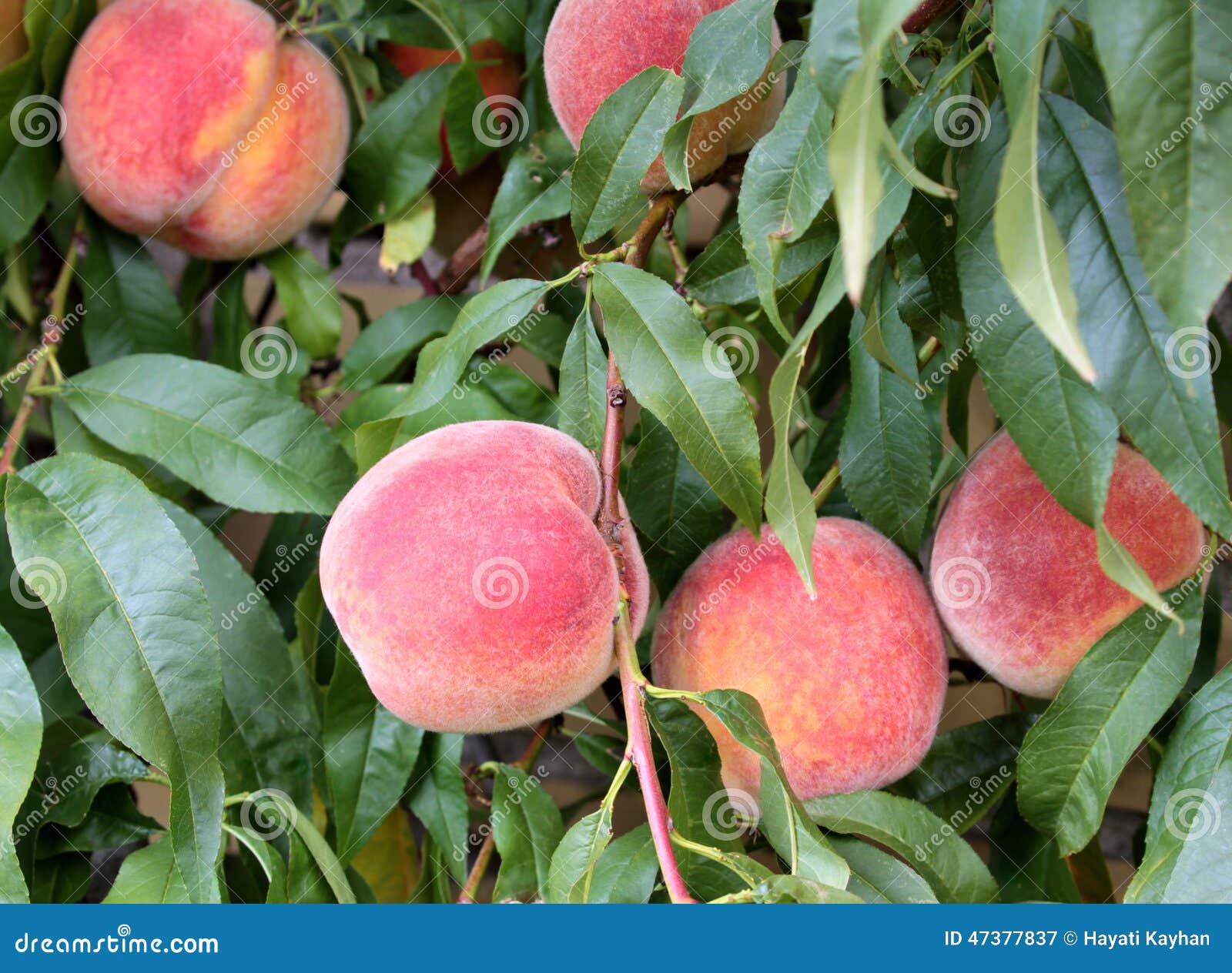 Fresh Peaches on a Branch with Green Leaves Stock Image - Image of ...