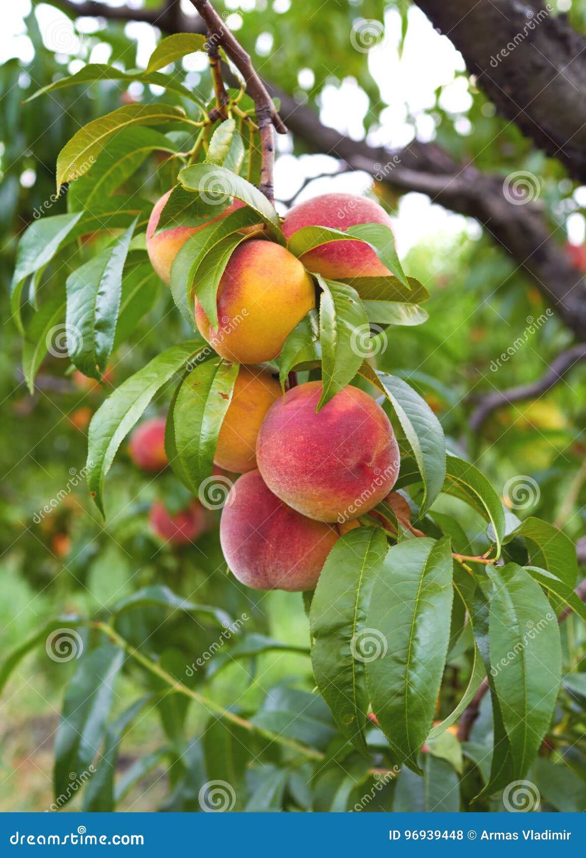 Fresh peaches on tree stock photo. Image of gourmet, orange - 96939448