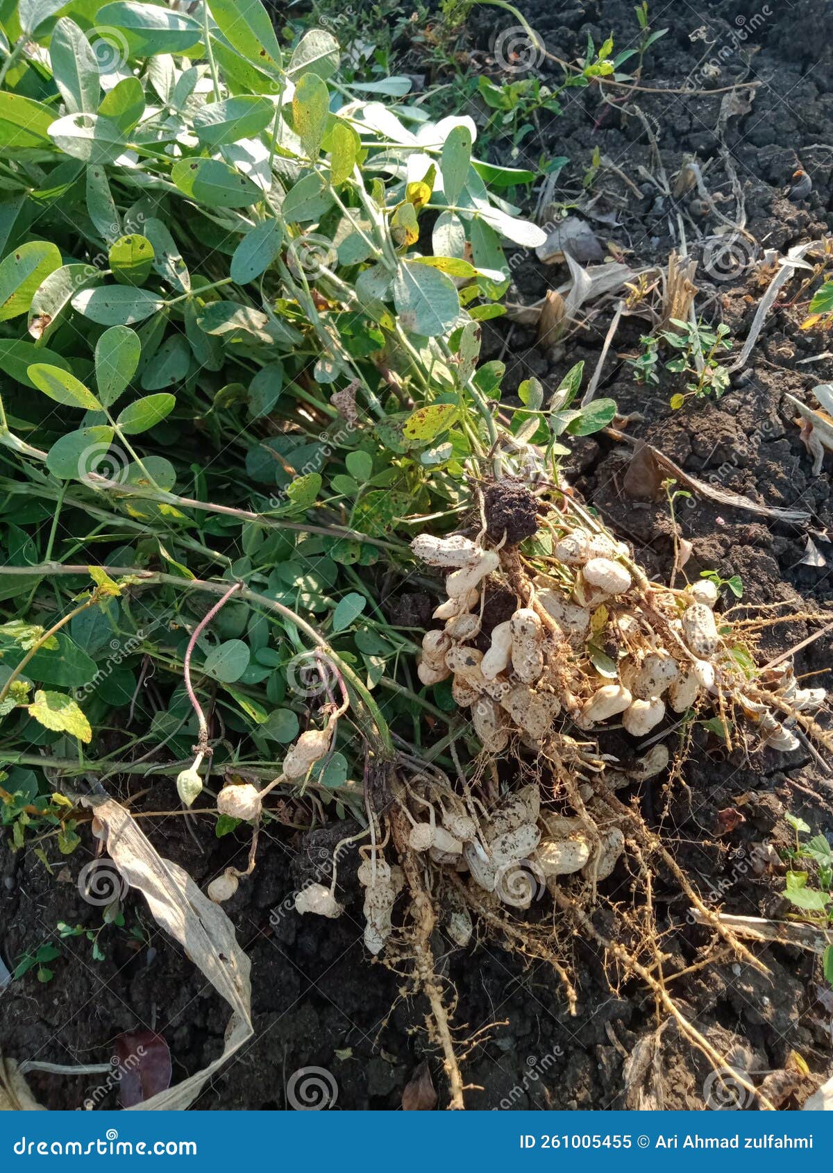 Fresh Peanuts from the Ground Stock Image - Image of fresh, green ...