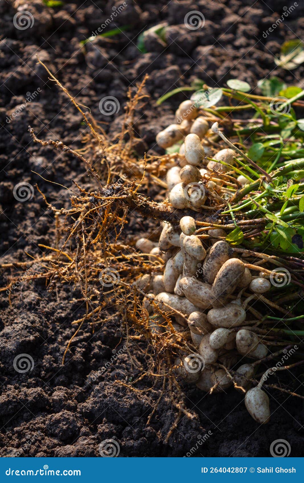Fresh Peanuts Plants with Roots. Stock Image - Image of nutrition, farm ...