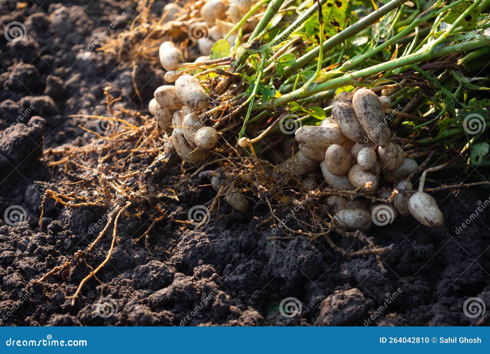 Fresh Peanuts Plants with Roots. Stock Photo - Image of leaves, garden ...