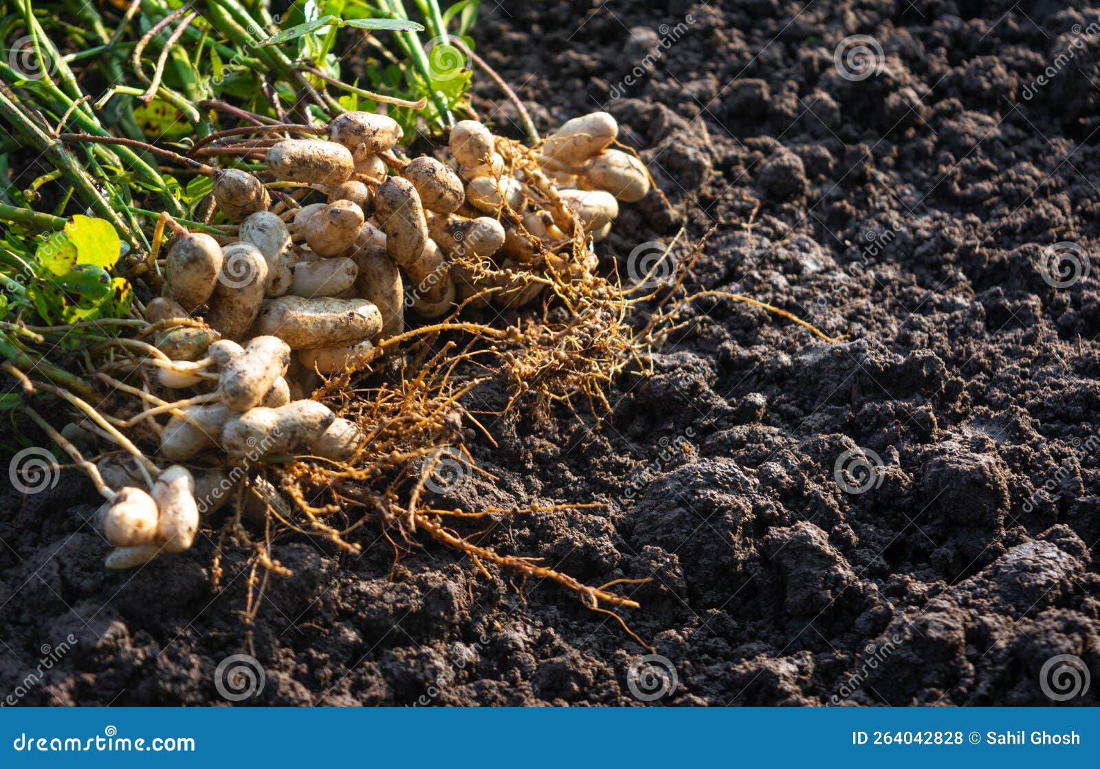Fresh Peanuts Plants with Roots. Stock Photo - Image of ground, dirty ...