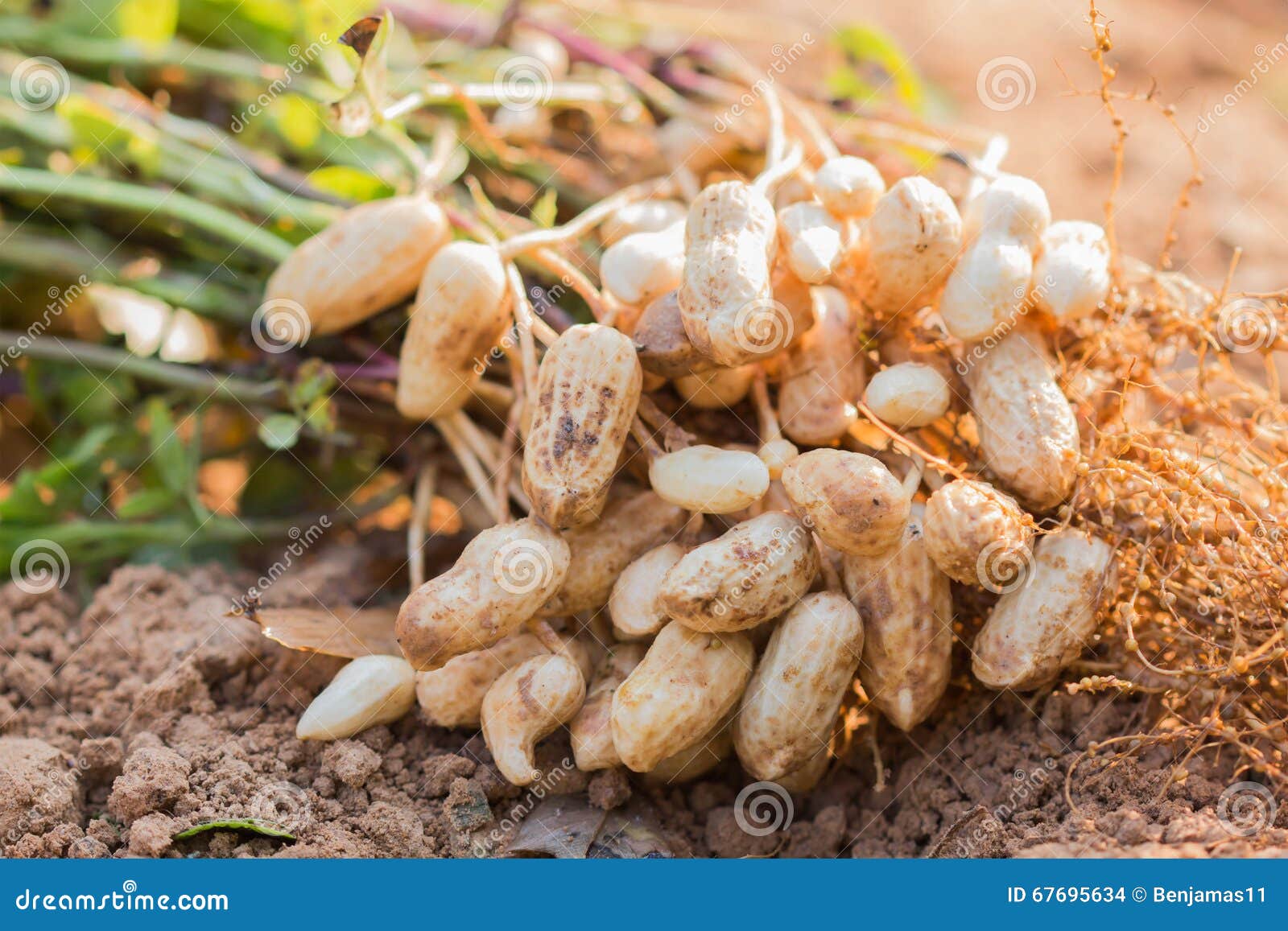 Fresh peanuts stock photo. Image of leaves, shell, crust - 67695634