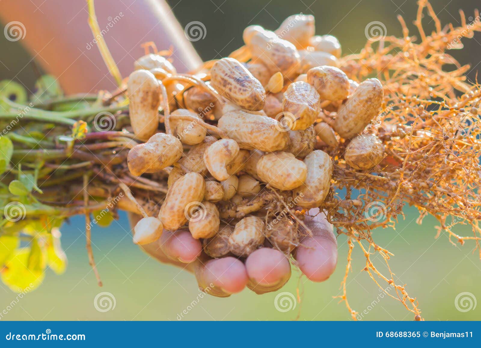 Fresh peanuts stock image. Image of detail, roots, grow - 68688365