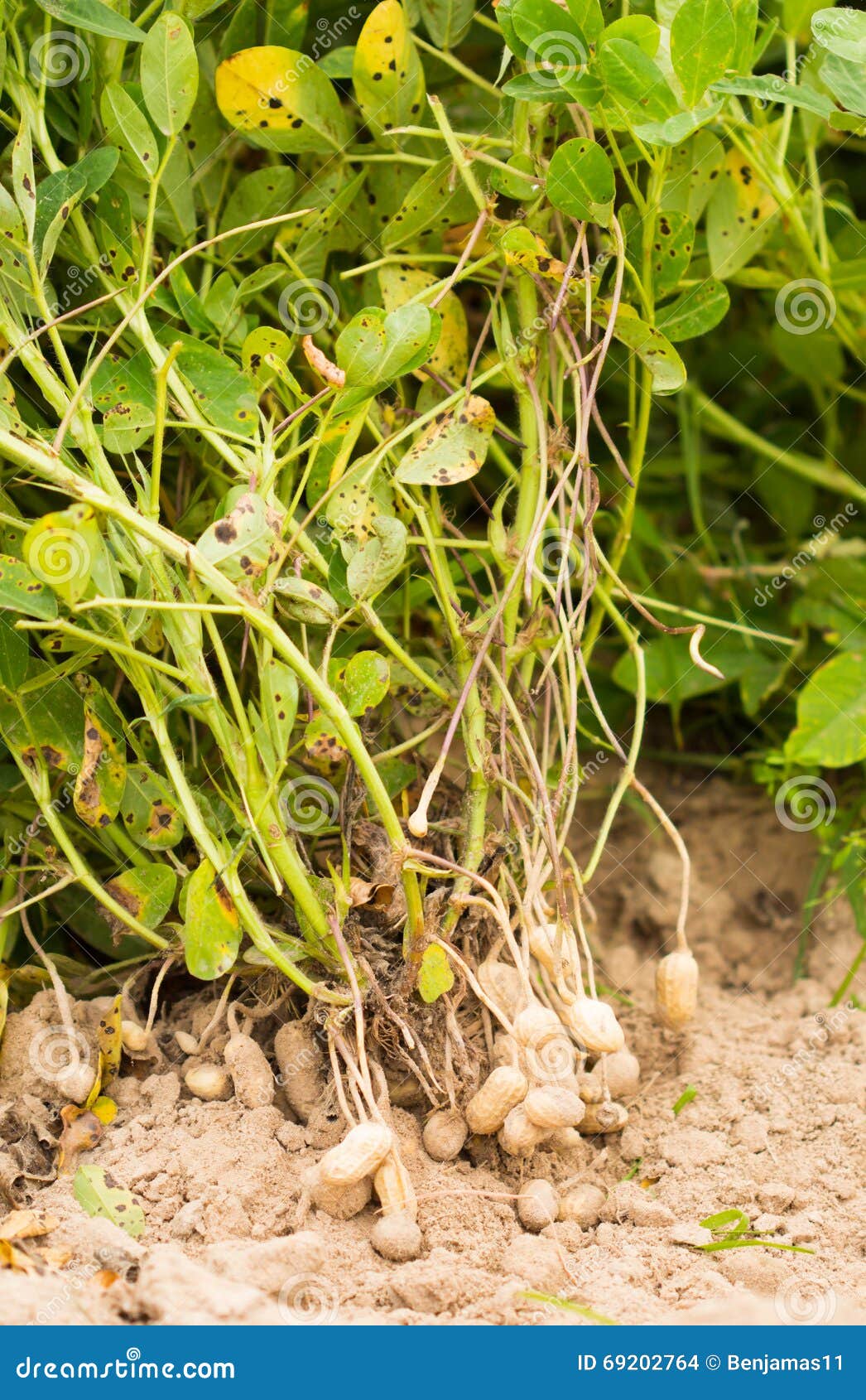 Fresh peanuts stock photo. Image of harvest, seed, crust - 69202764