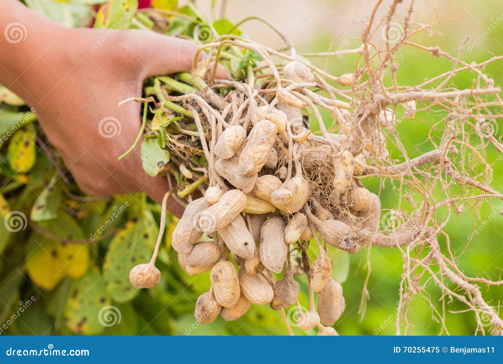 Fresh peanuts plants stock image. Image of meal, crop - 70255475